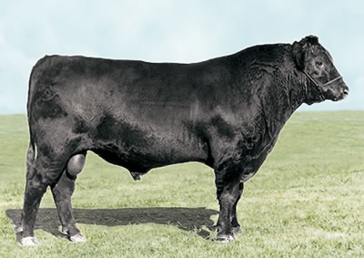 Sydenstricker Genetics : Herd Sires